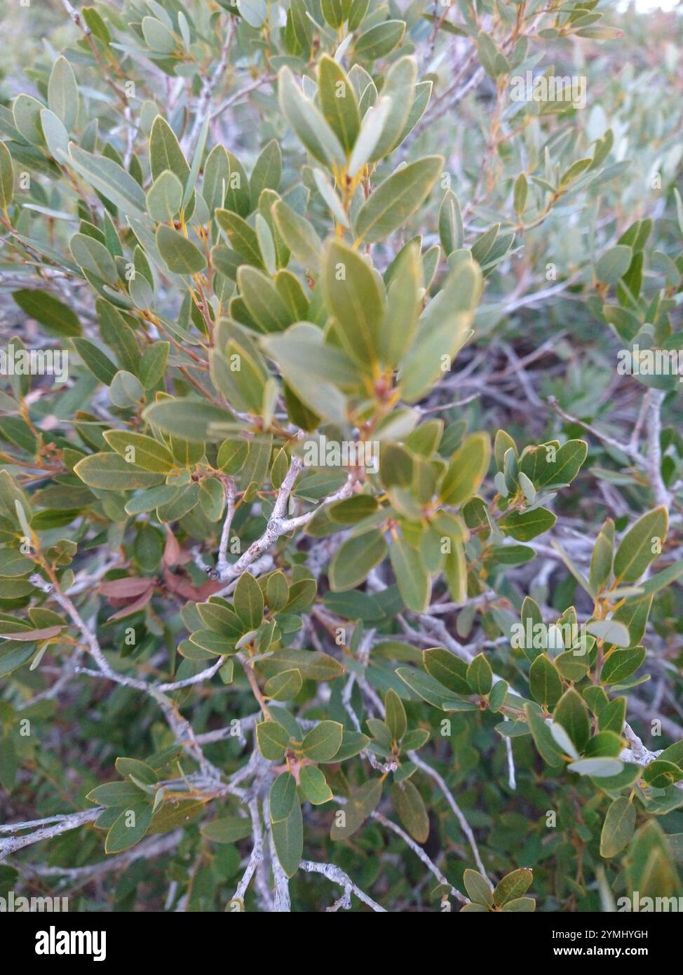 huckleberry oak (Quercus vacciniifolia Stock Photo - Alamy