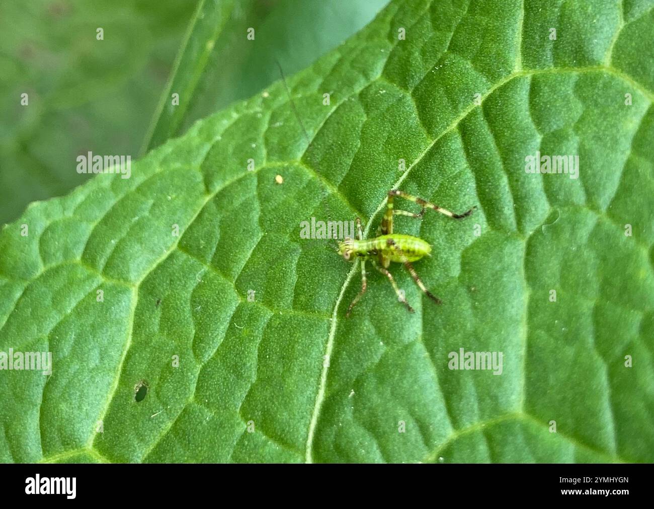Australian Common Garden Katydid (Caedicia simplex Stock Photo - Alamy