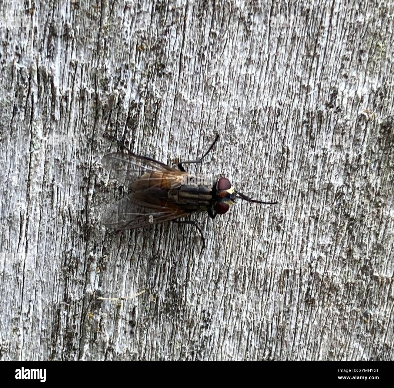Common House Fly (Musca domestica Stock Photo - Alamy