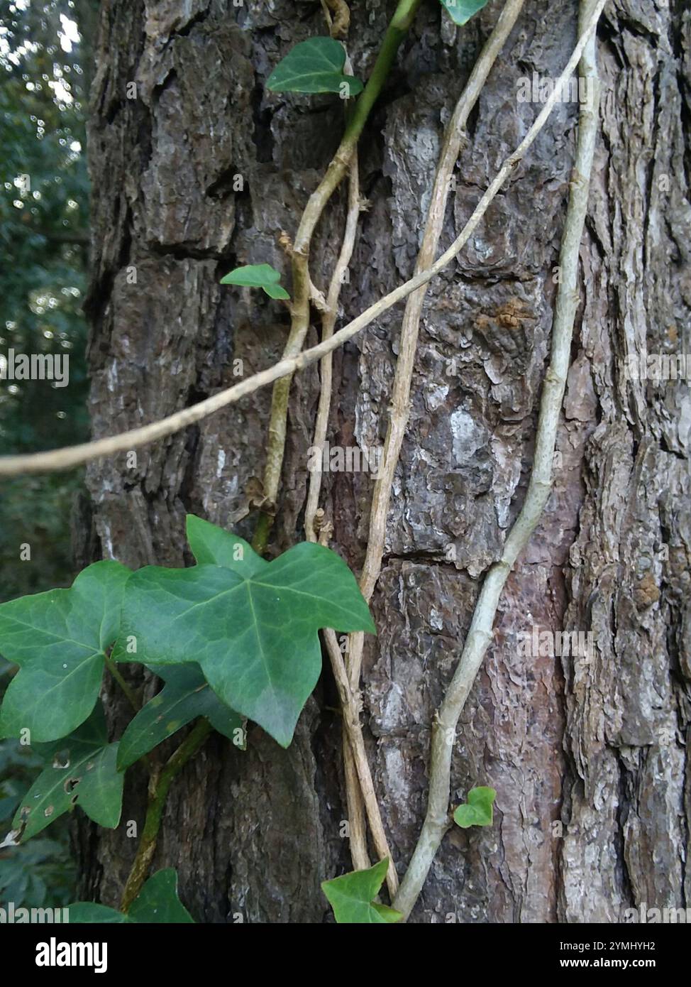 common ivy (Hedera helix Stock Photo - Alamy