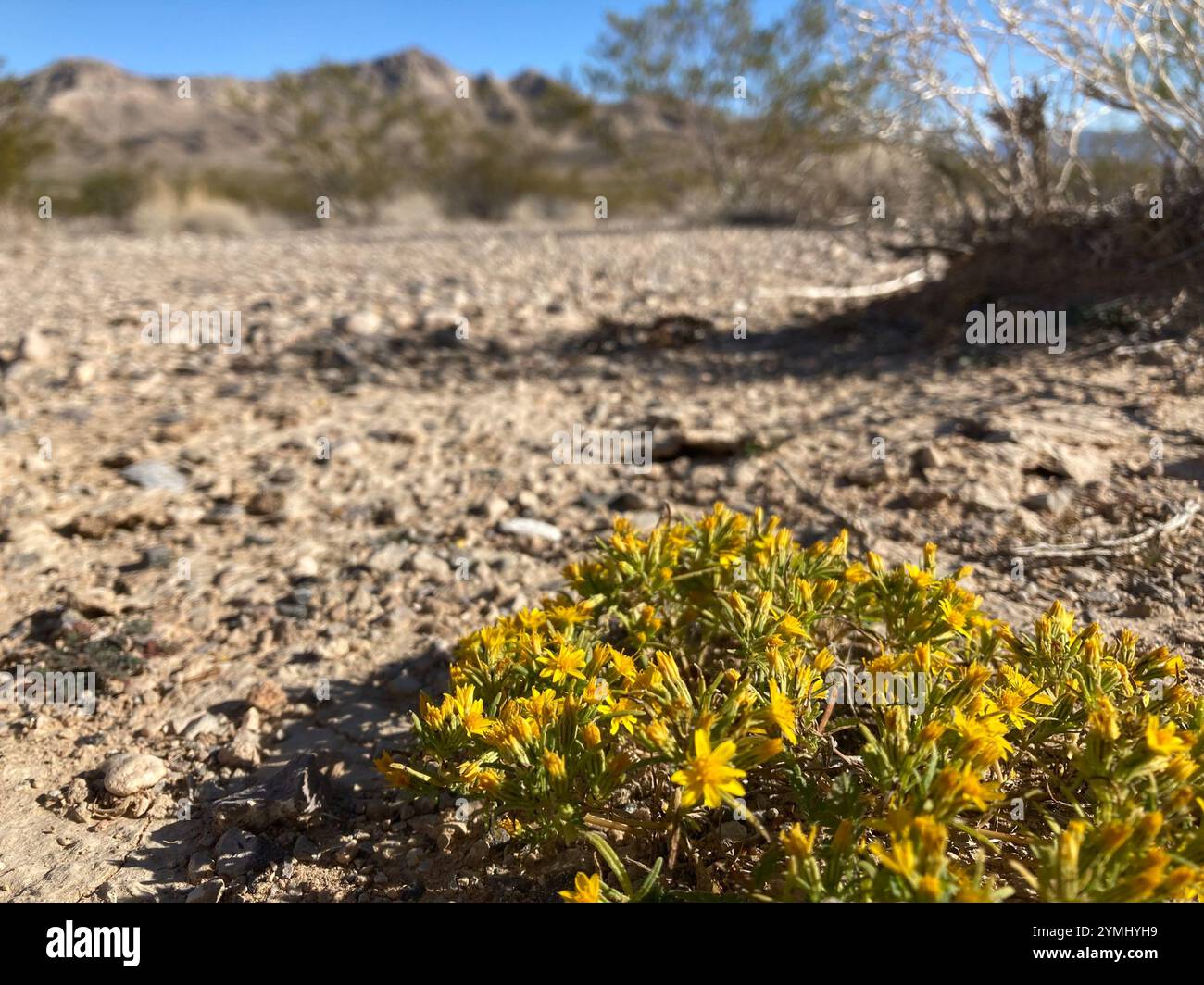 Chinchweed (Pectis papposa Stock Photo - Alamy