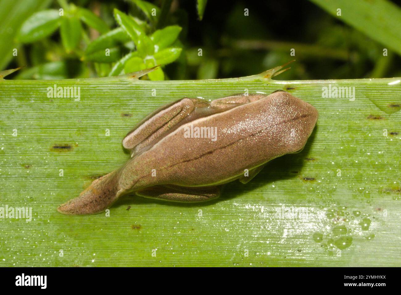 Bischoff's Tree Frog (Boana bischoffi Stock Photo - Alamy