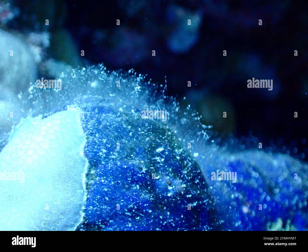 green algae (Chlorophyta Stock Photo - Alamy