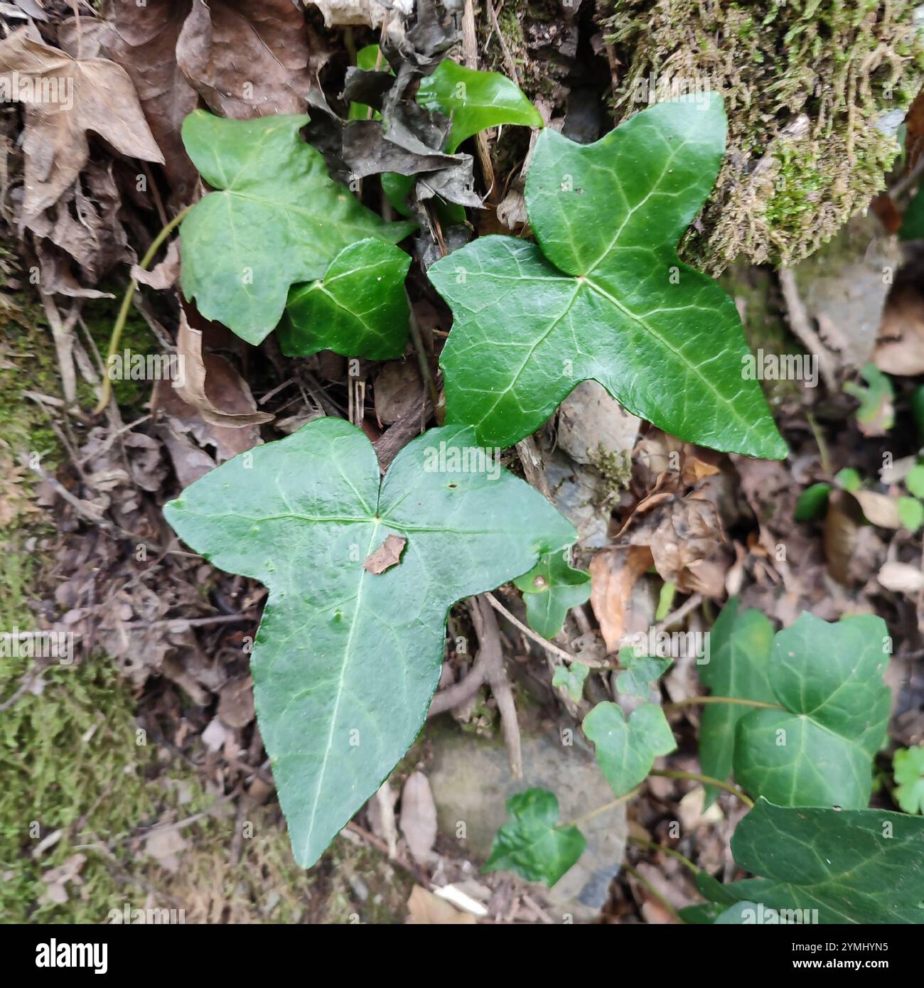 common ivy (Hedera helix Stock Photo - Alamy