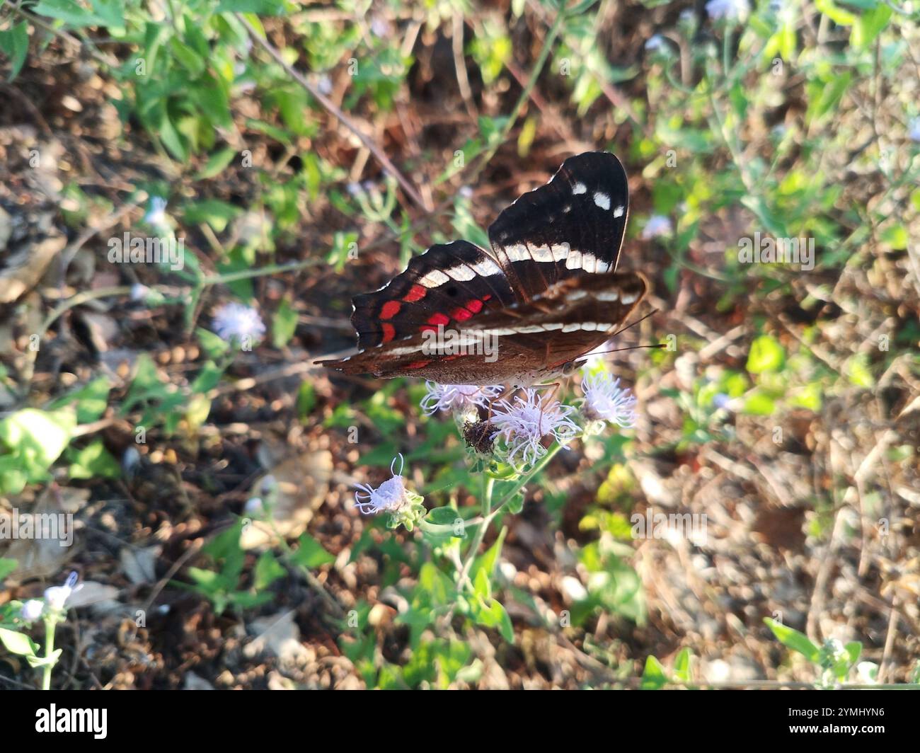 Anartia fatima fatima hi-res stock photography and images - Alamy