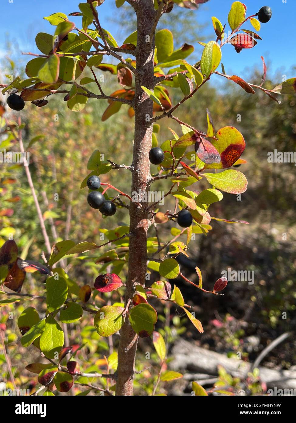 sparkleberry (Vaccinium arboreum Stock Photo - Alamy