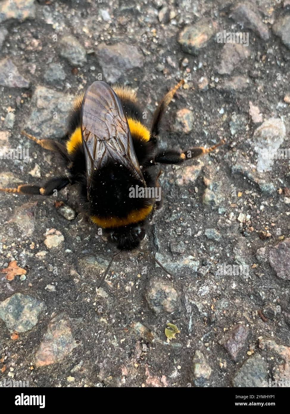 Buff-tailed Bumble Bee (Bombus terrestris Stock Photo - Alamy