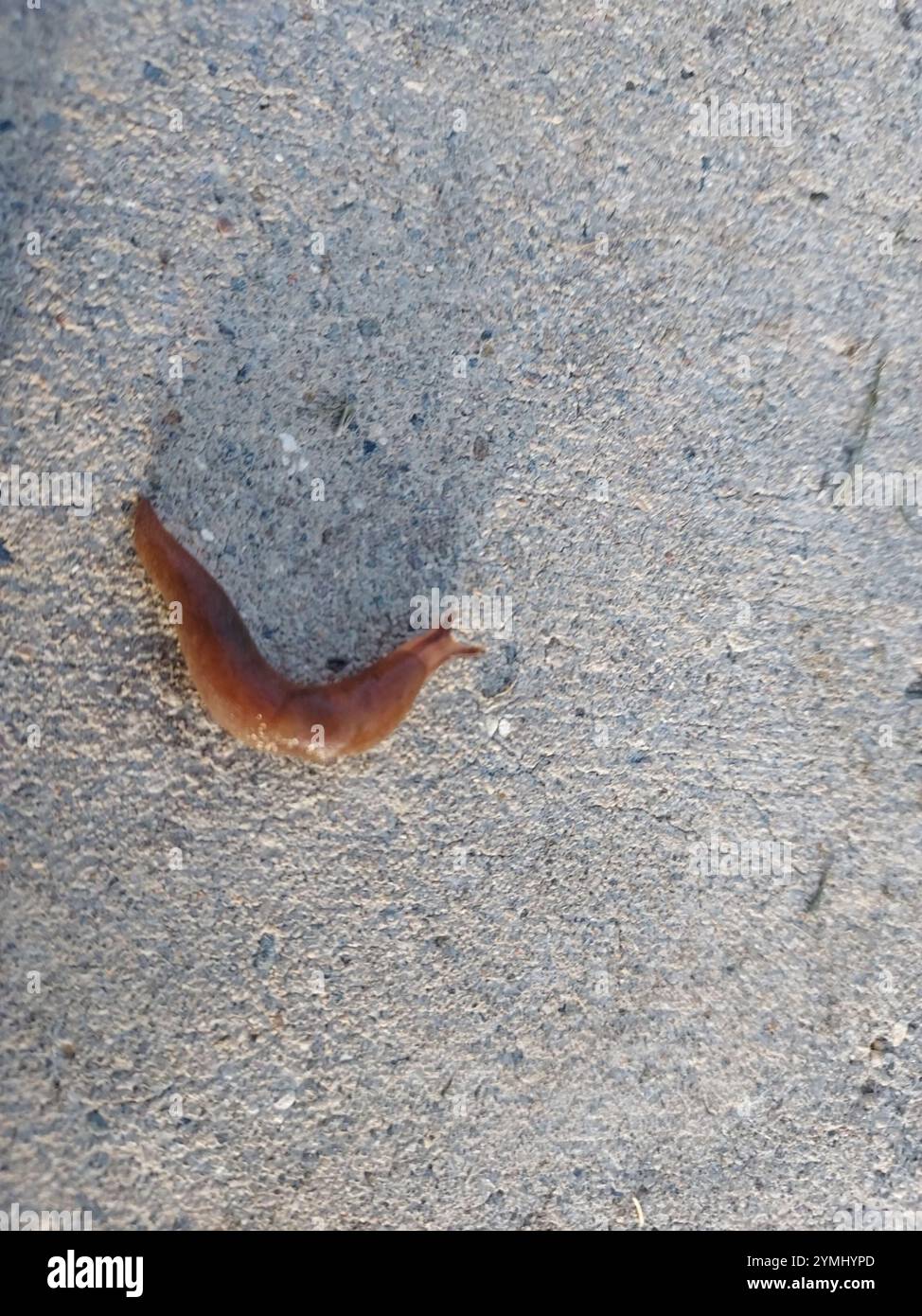 Threeband Slugs (Ambigolimax Stock Photo - Alamy