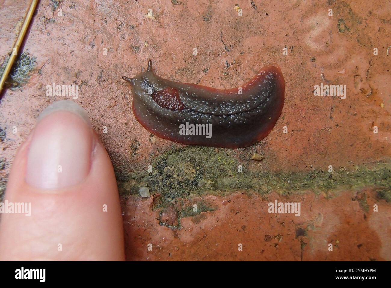 Red Triangle Slug (Triboniophorus graeffei Stock Photo - Alamy