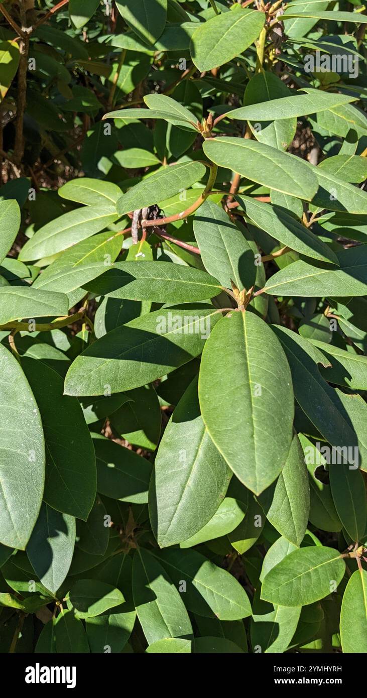 rhododendrons and azaleas (Rhododendron Stock Photo - Alamy