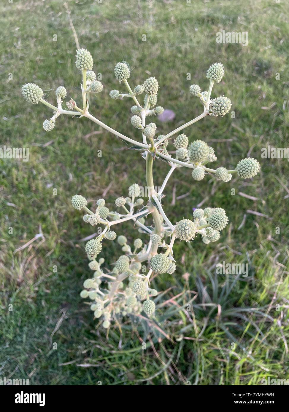 Eryngium horridum hi-res stock photography and images - Alamy