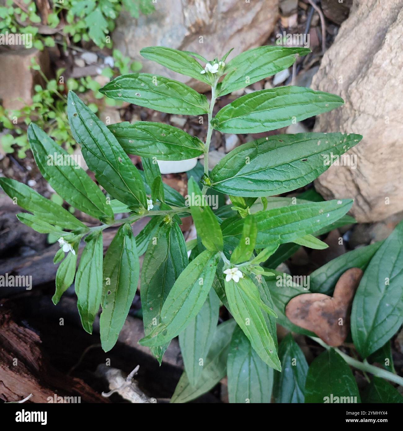 Common Gromwell (Lithospermum officinale Stock Photo - Alamy