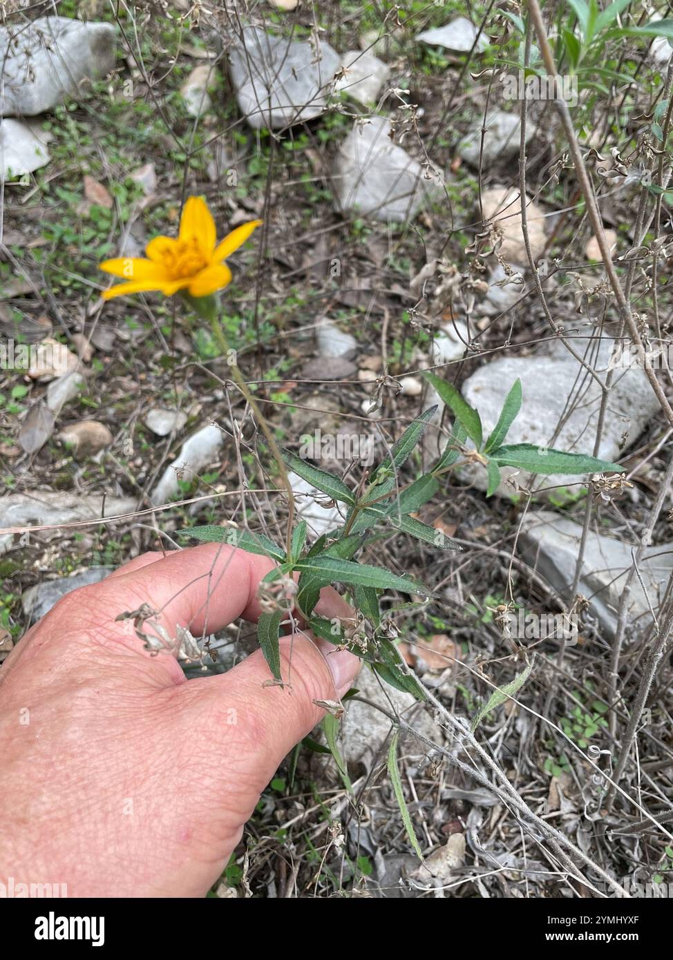 Texas creeping-oxeye (Wedelia hispida Stock Photo - Alamy