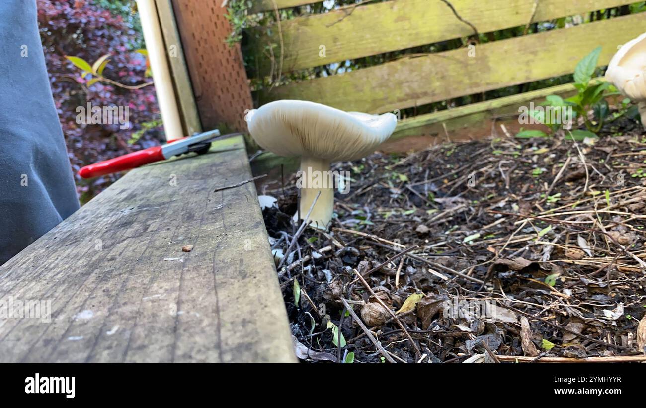 White Dapperling (Leucoagaricus leucothites Stock Photo - Alamy