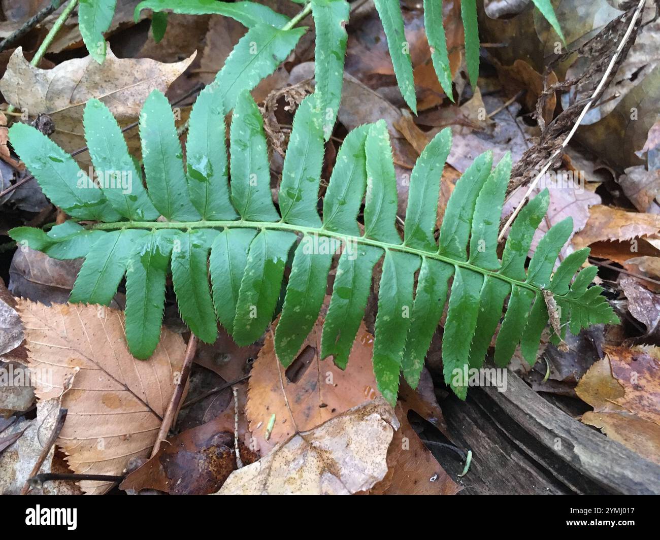 Christmas fern (Polystichum acrostichoides Stock Photo - Alamy