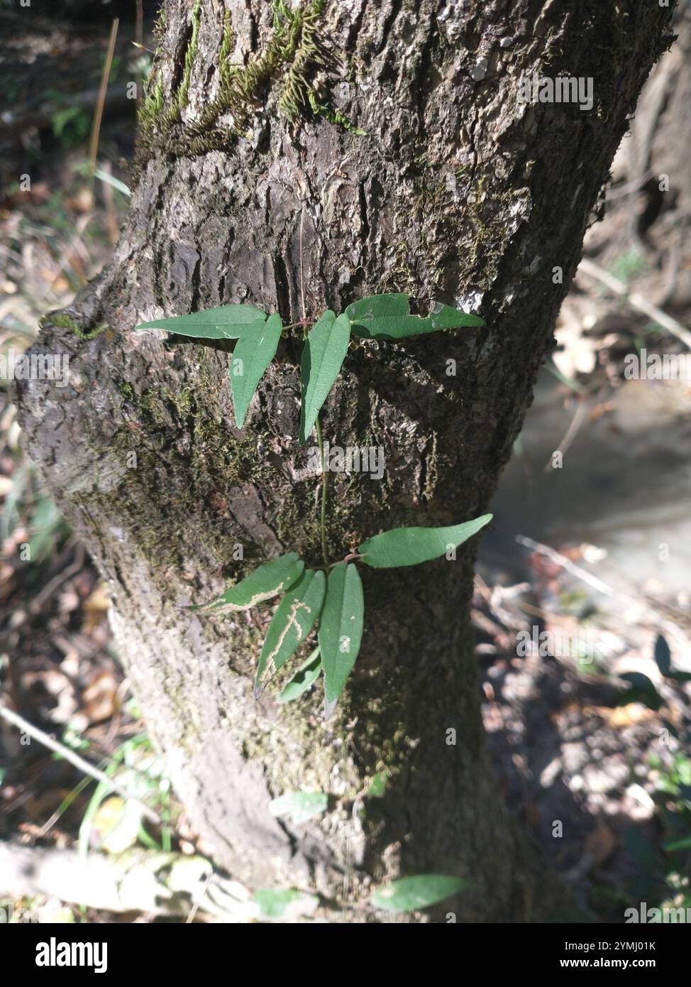 cross vine (Bignonia capreolata Stock Photo - Alamy