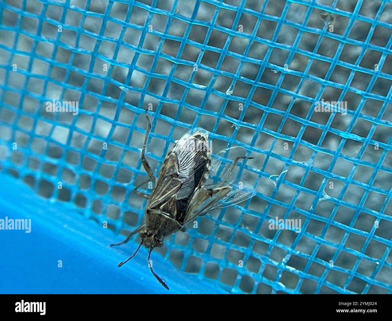 Hyaline grass bug hi-res stock photography and images - Alamy