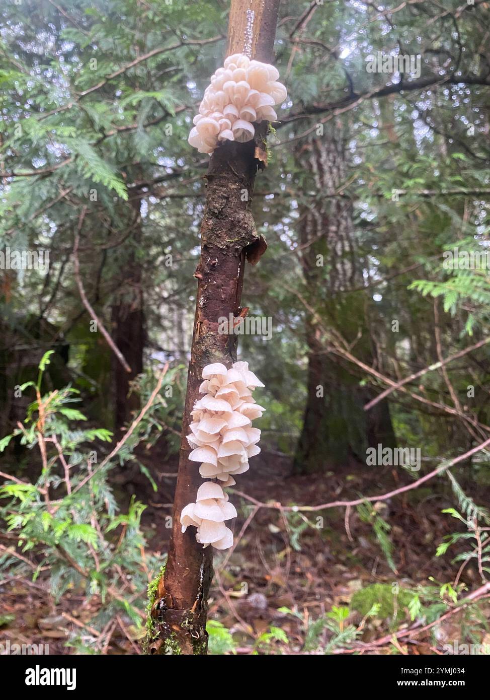 Fairy Parachutes (Marasmiellus candidus Stock Photo - Alamy