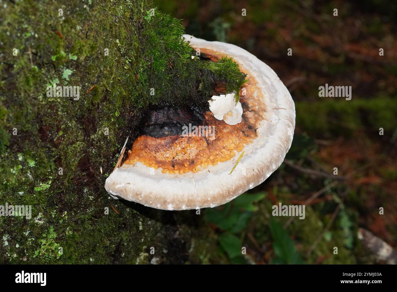 Northern Red Belt (Fomitopsis mounceae Stock Photo - Alamy