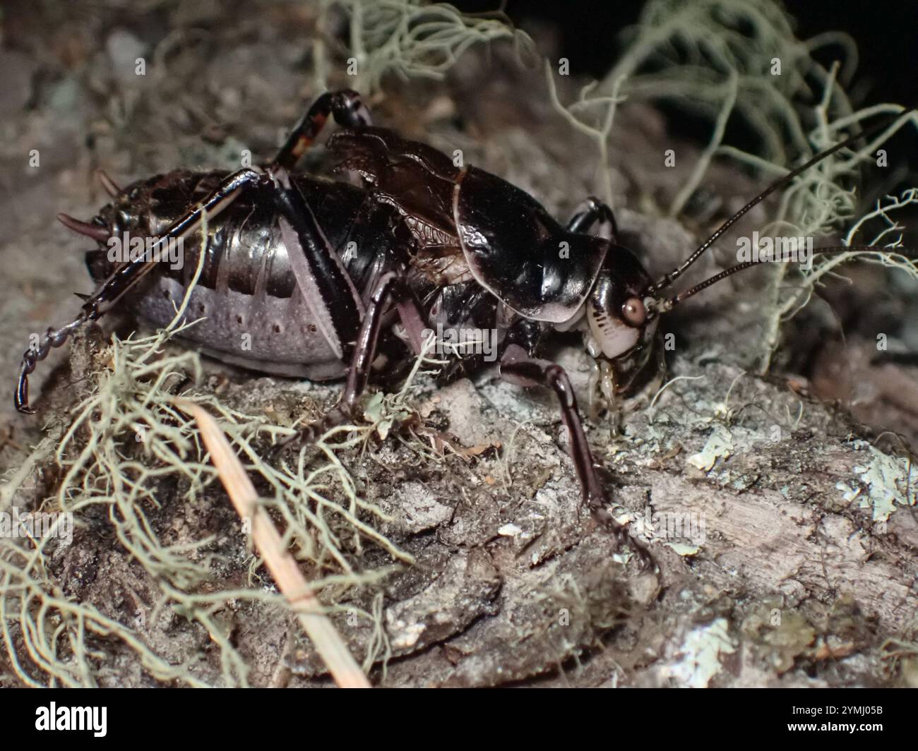 Great Grig (Cyphoderris monstrosa Stock Photo - Alamy