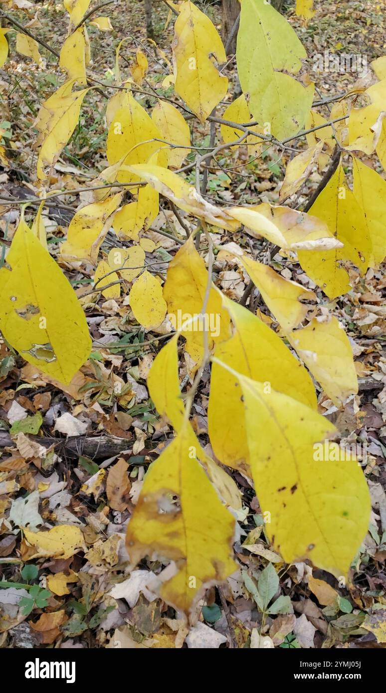 northern spicebush (Lindera benzoin Stock Photo - Alamy