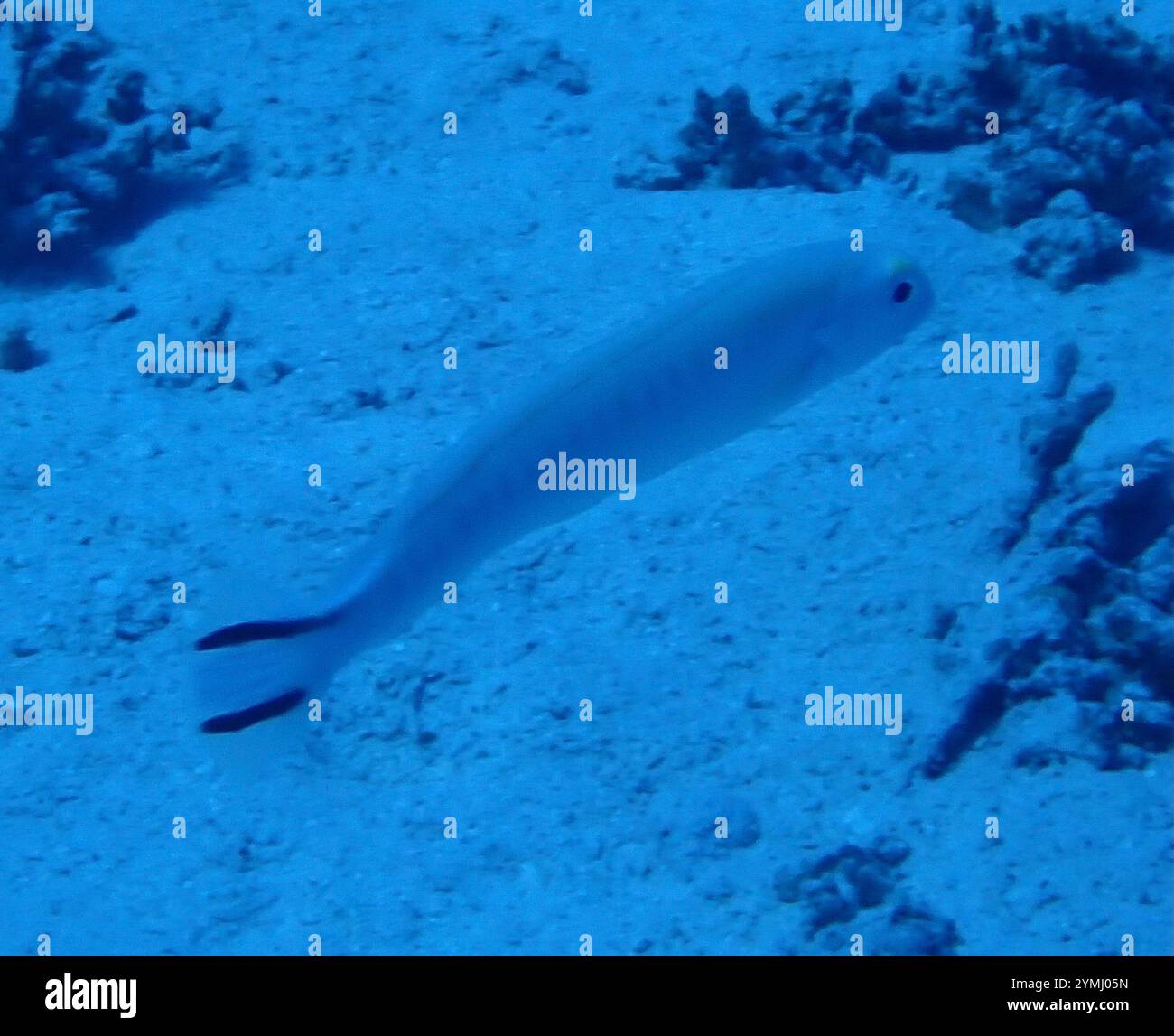 Flagtail Blanquillo (Malacanthus brevirostris Stock Photo - Alamy