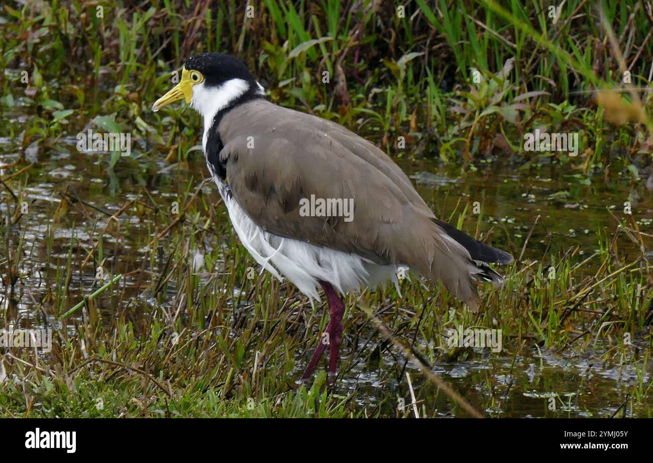 Black-shouldered Masked Lapwing (Vanellus miles novaehollandiae Stock ...