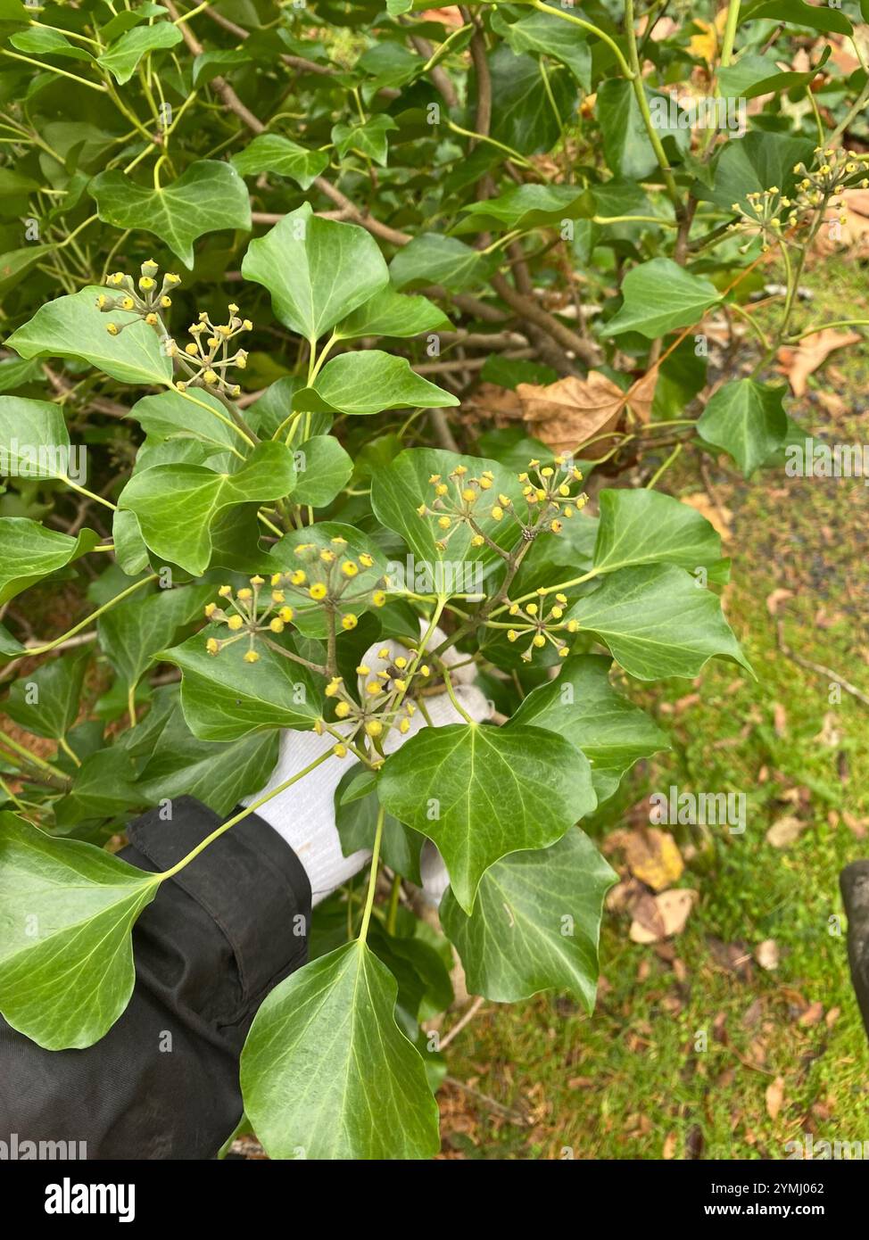 Atlantic Ivy (Hedera hibernica Stock Photo - Alamy