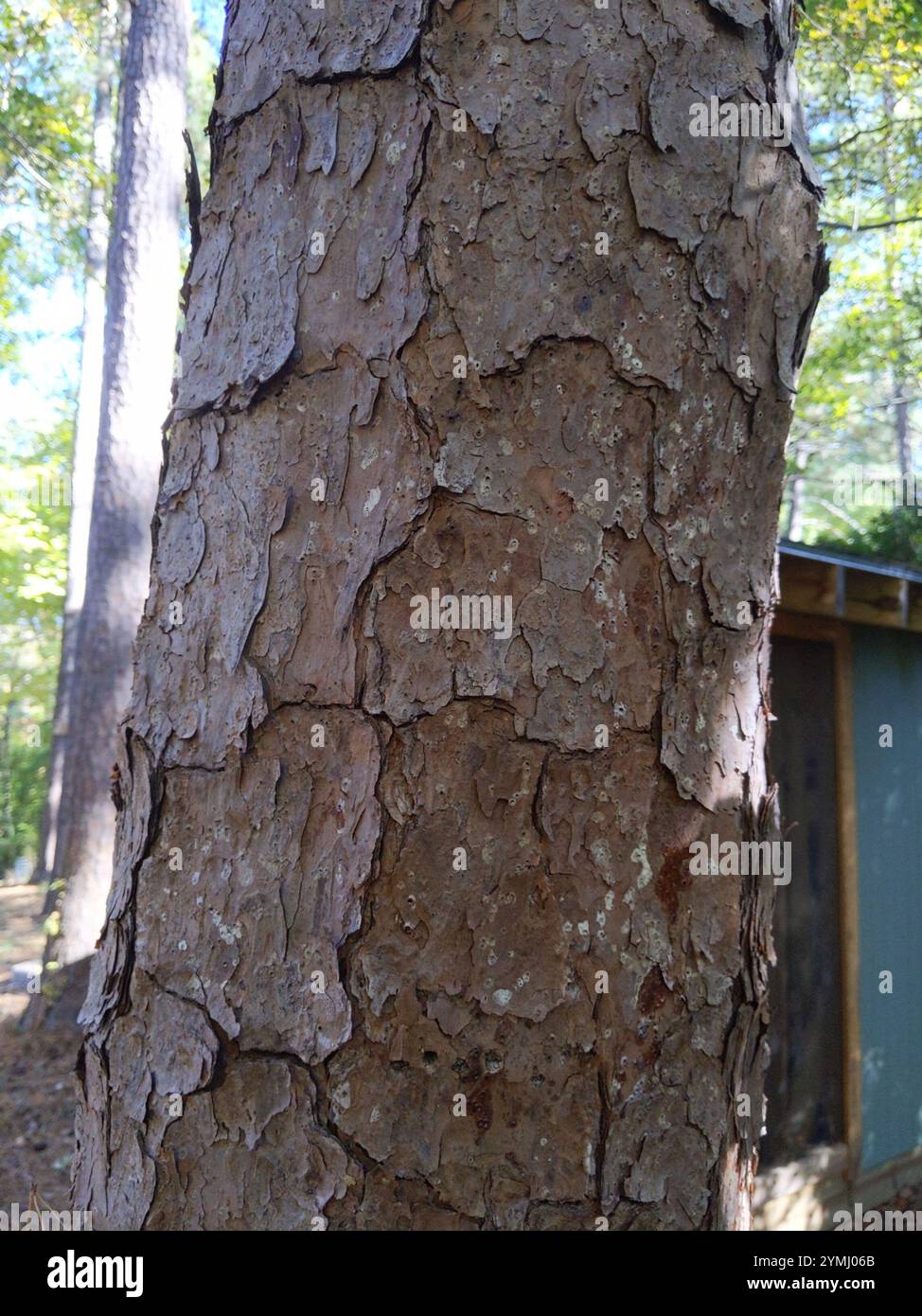 shortleaf pine (Pinus echinata Stock Photo - Alamy