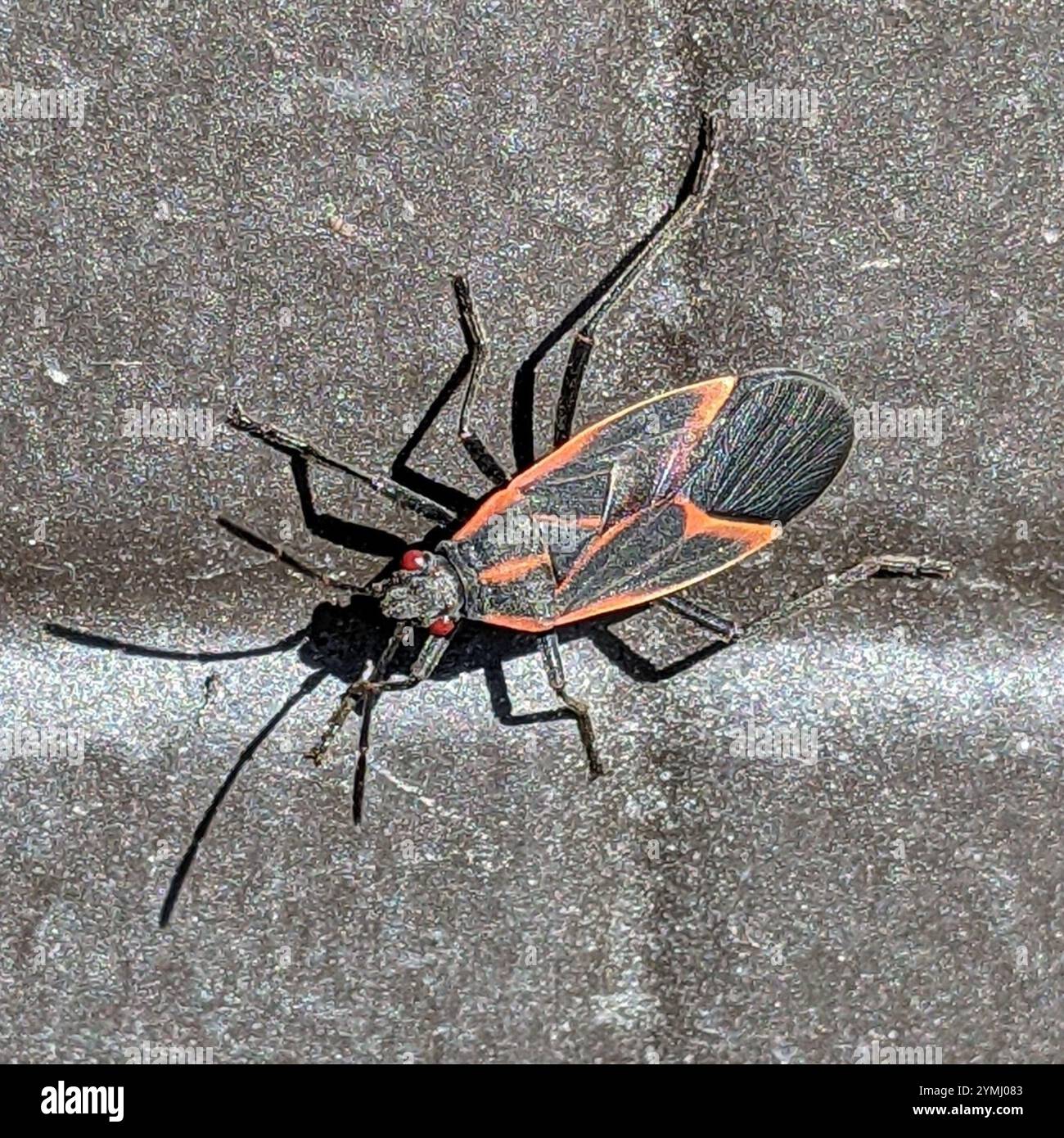 Eastern Boxelder Bug (Boisea trivittata Stock Photo - Alamy