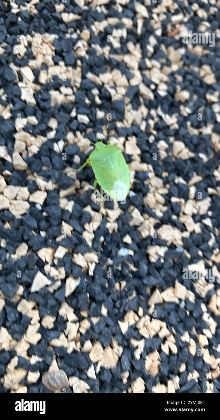 Green Stink Bug (Chinavia hilaris Stock Photo - Alamy
