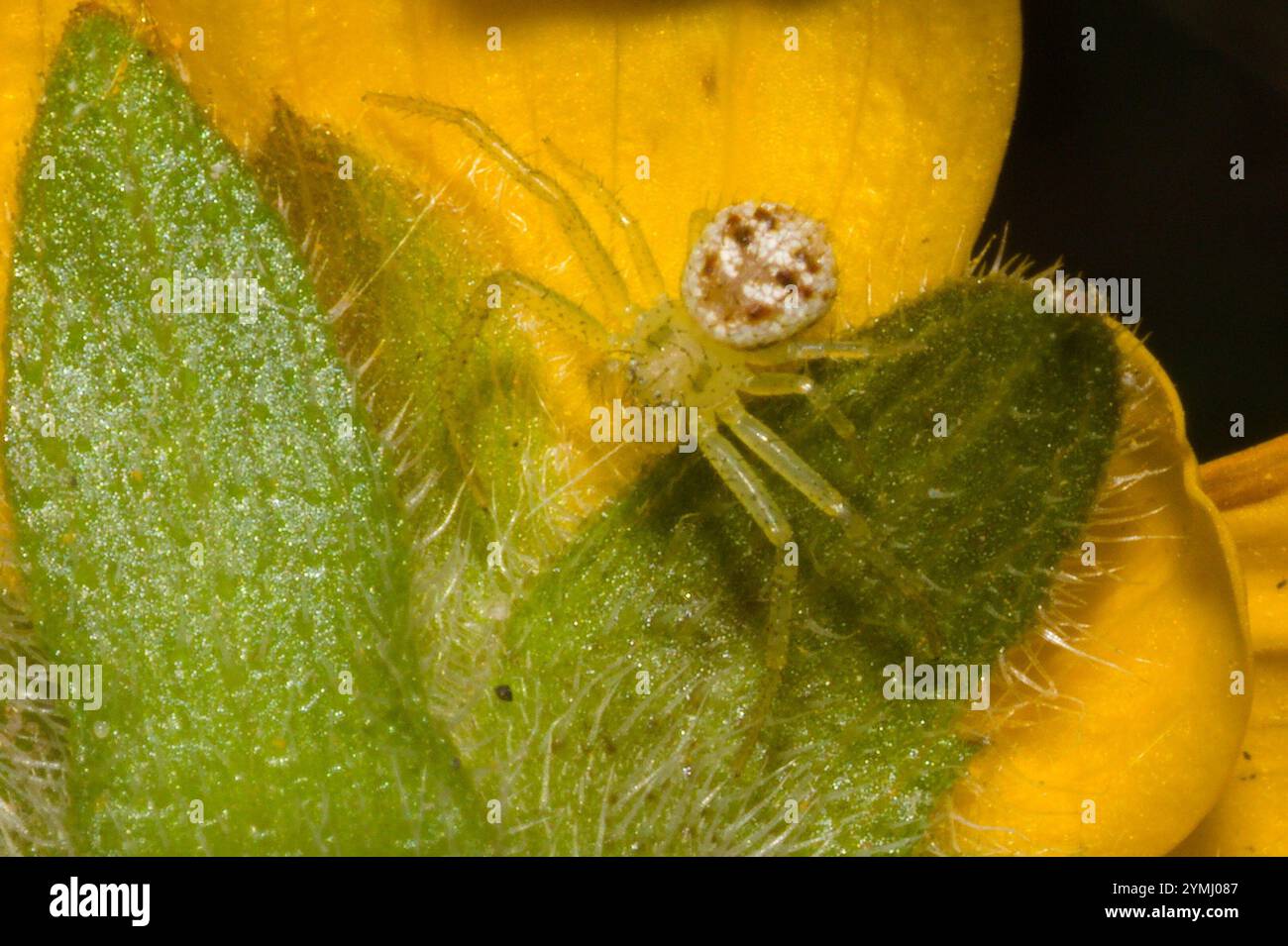 Crab Spiders (Thomisidae Stock Photo - Alamy
