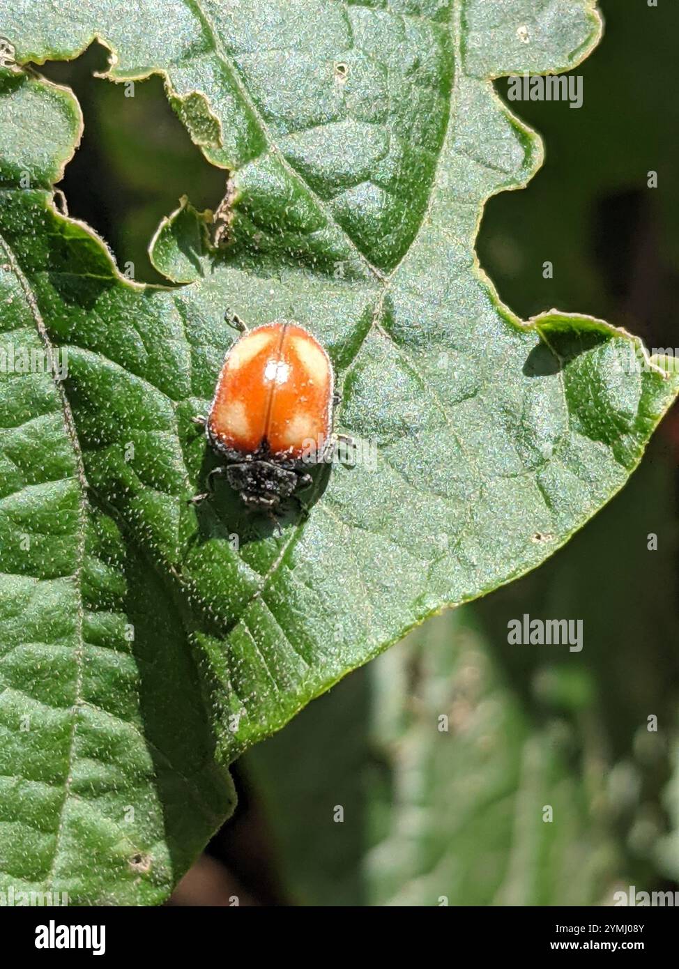 Dorsigera hi-res stock photography and images - Alamy