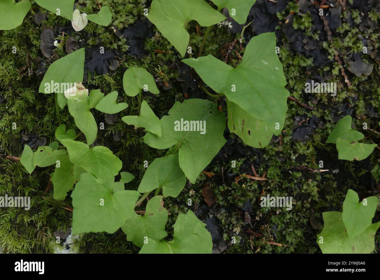 western rattlesnake root (Nabalus alatus Stock Photo - Alamy