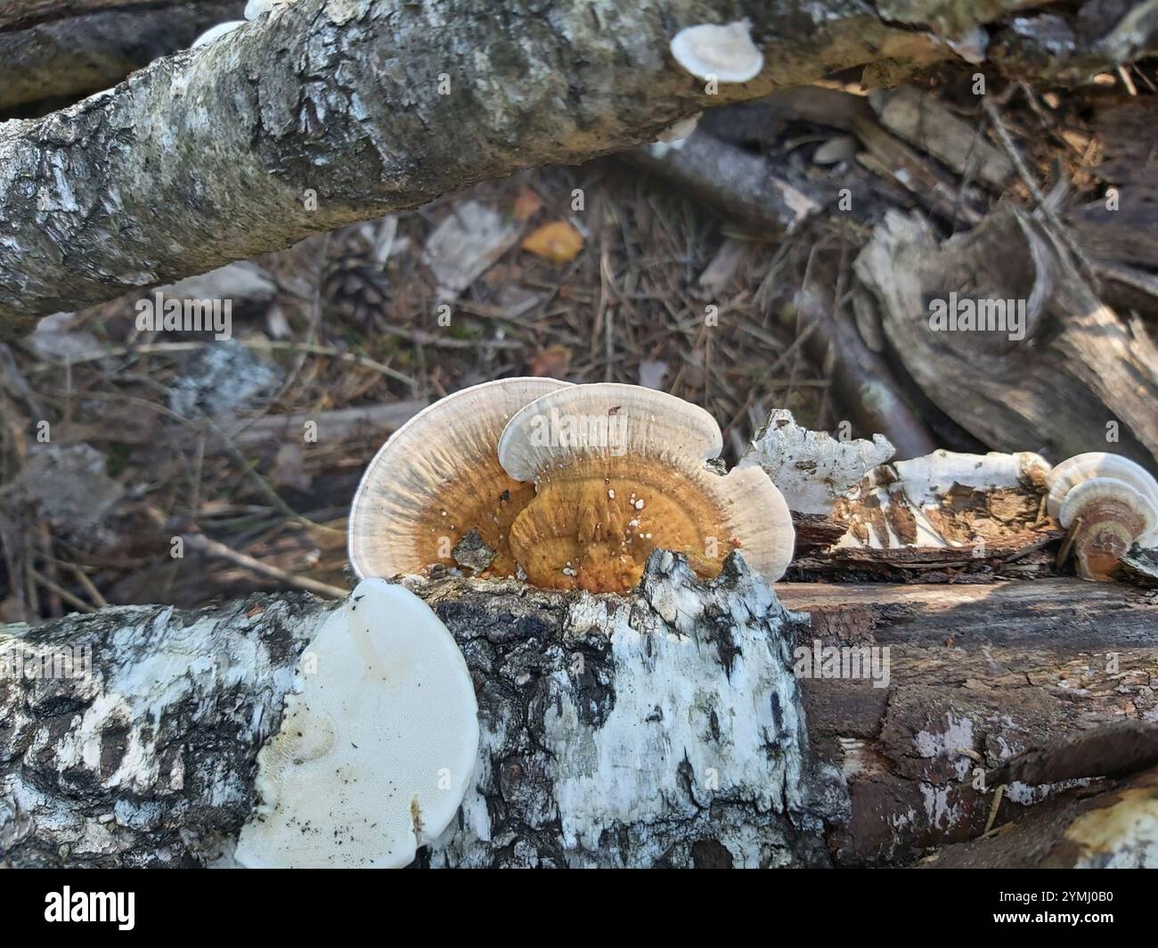 Thin-walled Maze Polypore (Daedaleopsis confragosa Stock Photo - Alamy