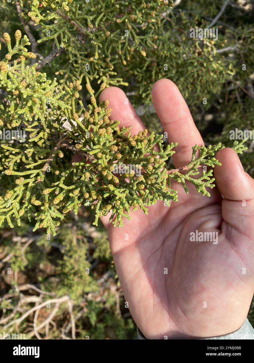 California juniper (Juniperus californica Stock Photo - Alamy