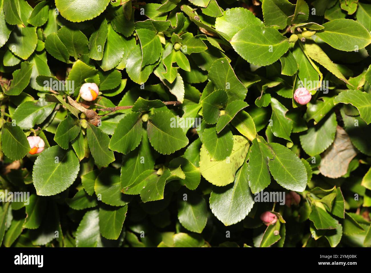 Japanese spindle tree (Euonymus japonicus Stock Photo - Alamy