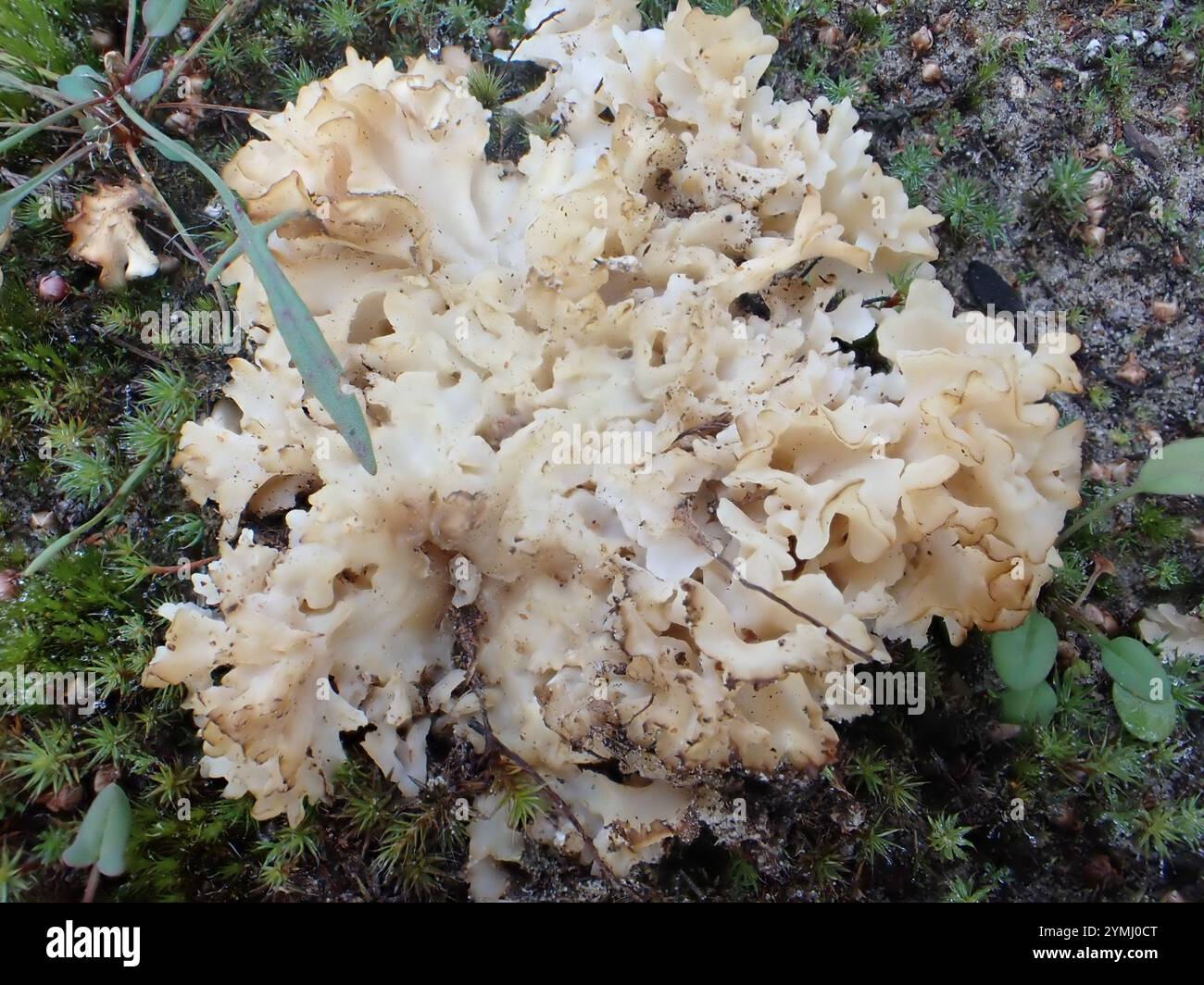 Cauliflower Fungus (Sparassis crispa Stock Photo - Alamy