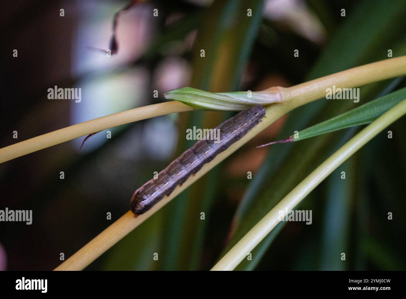 Fall Armyworm Moth (Spodoptera frugiperda Stock Photo - Alamy
