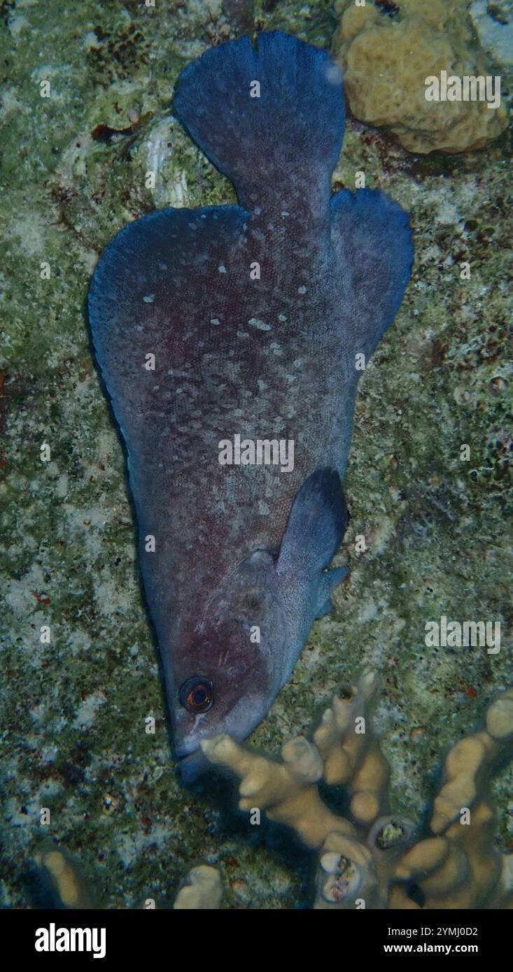 Greater Soapfish (Rypticus saponaceus Stock Photo - Alamy