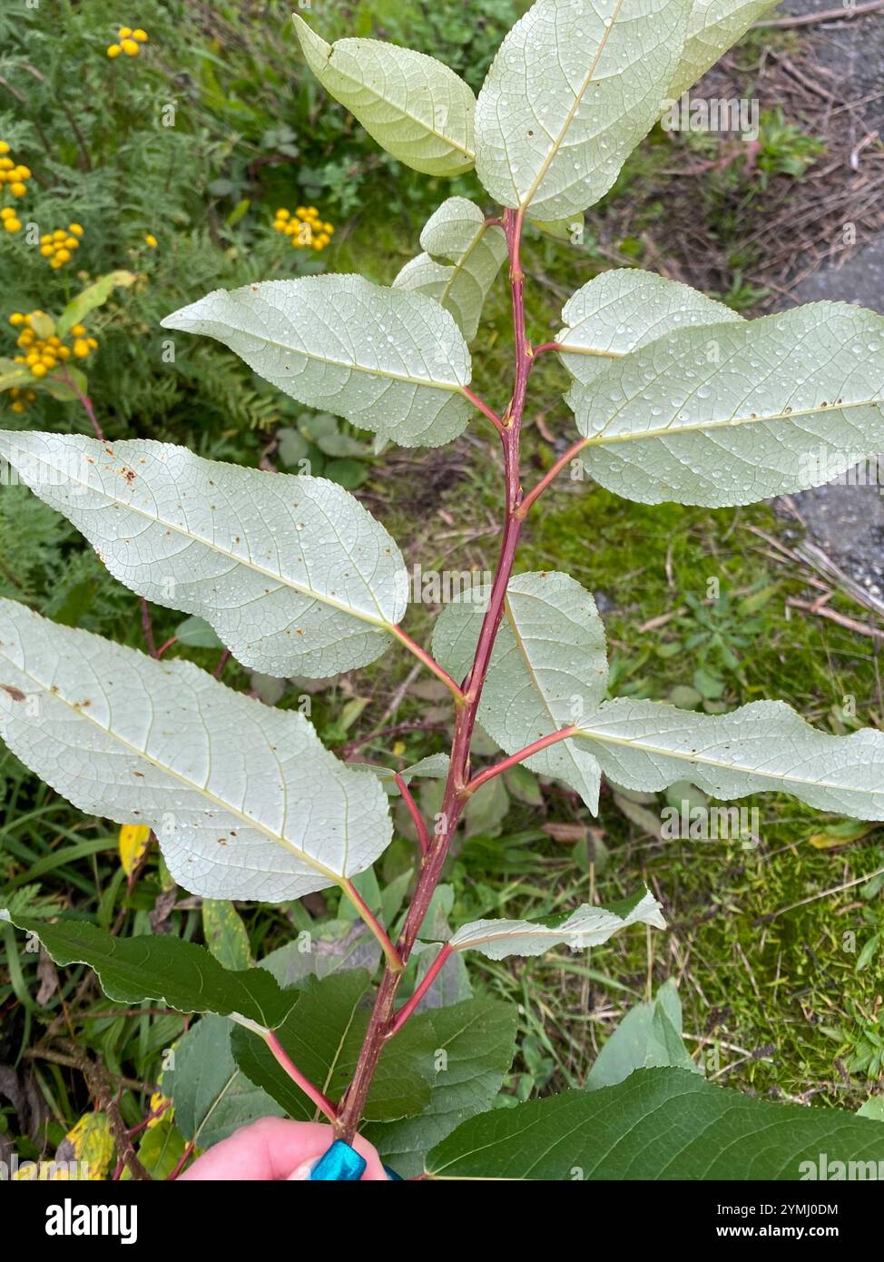 balsam poplar (Populus balsamifera Stock Photo - Alamy