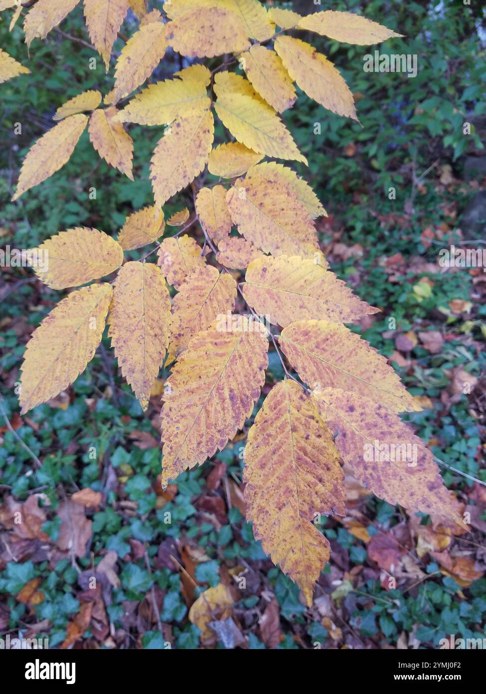 elm family (Ulmaceae Stock Photo - Alamy