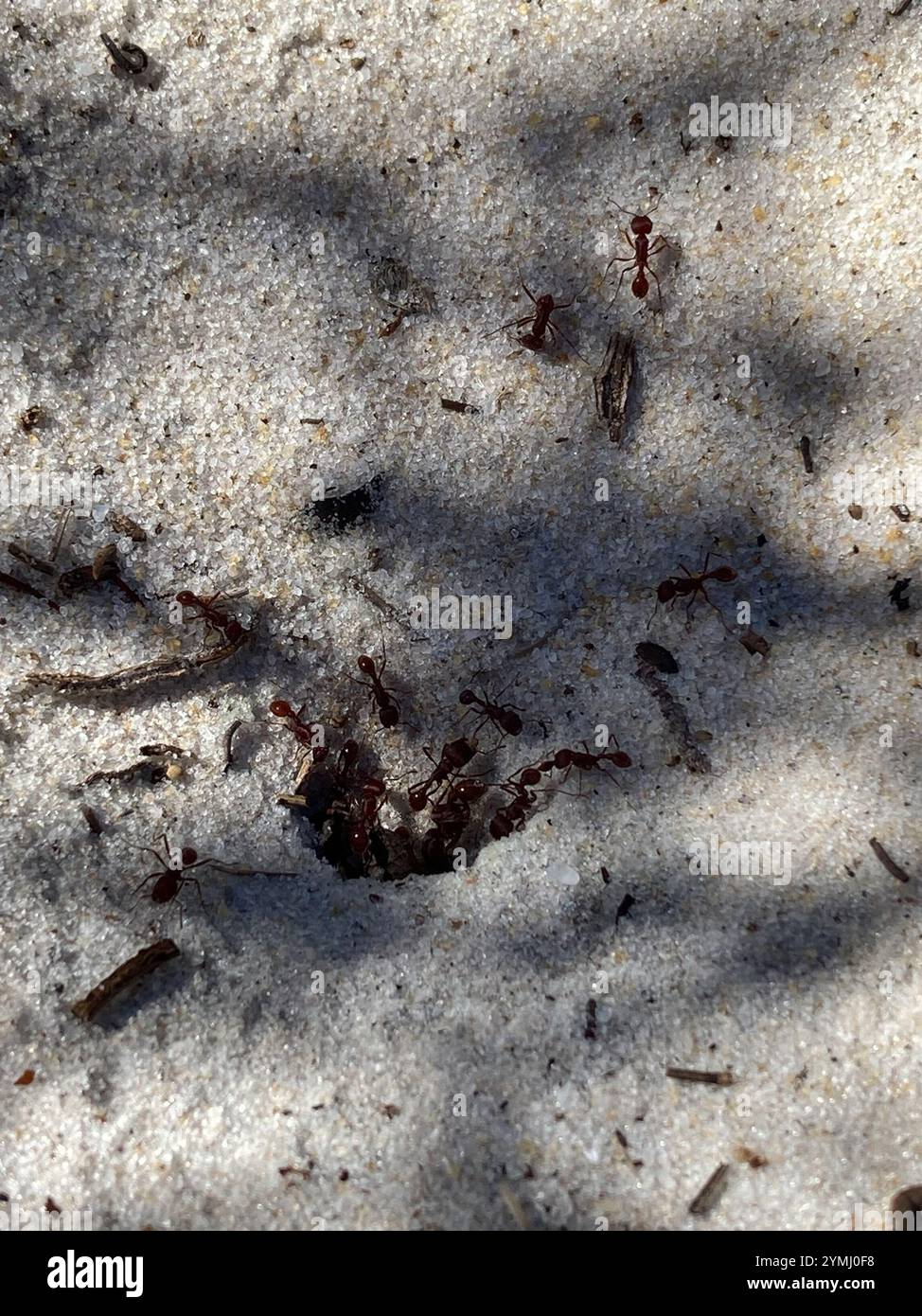 Florida Harvester Ant (Pogonomyrmex badius Stock Photo - Alamy