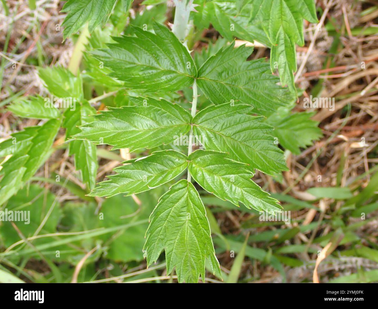 Ludwig_ii hi-res stock photography and images - Alamy