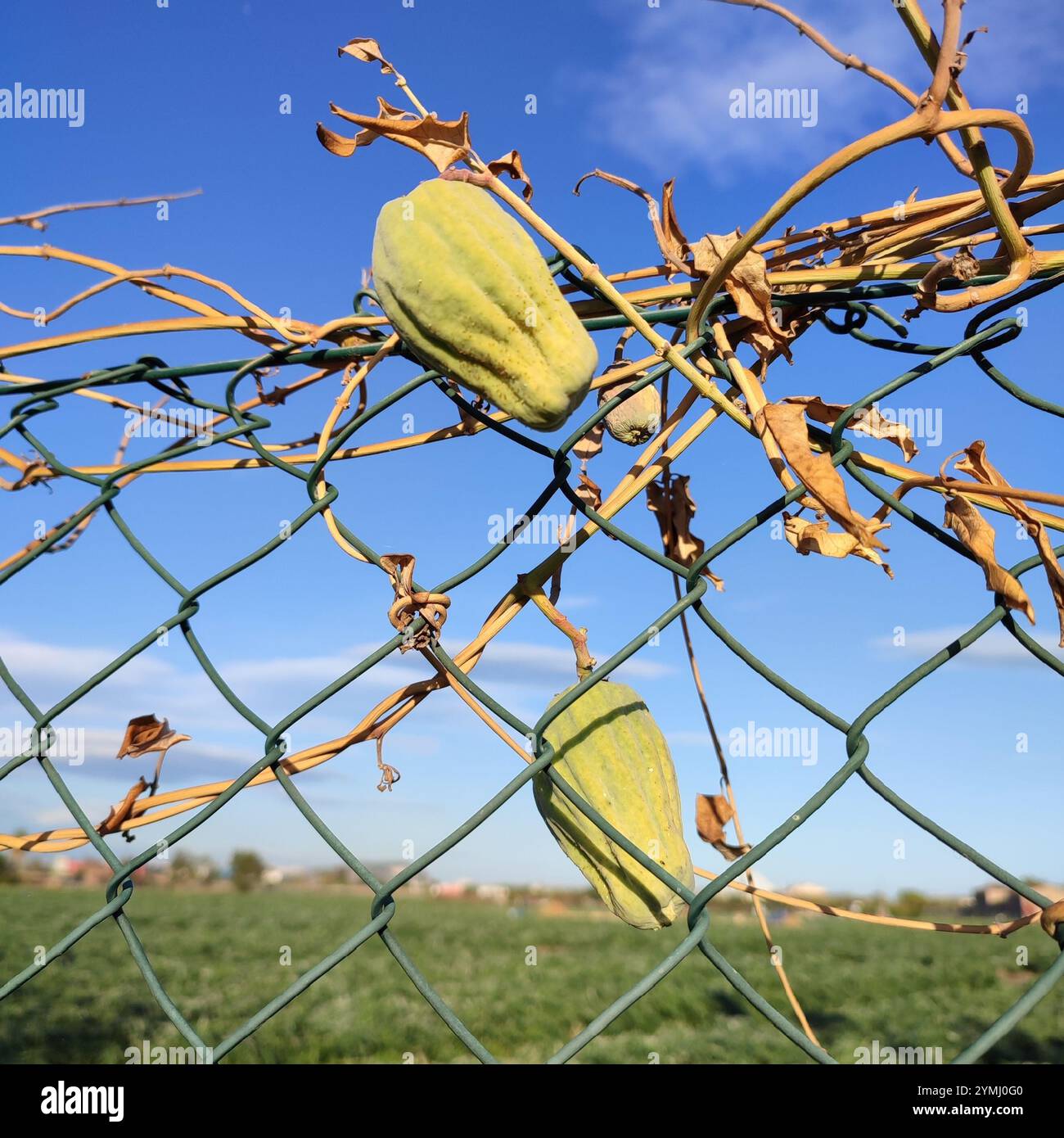 Moth Vine (Araujia sericifera Stock Photo - Alamy