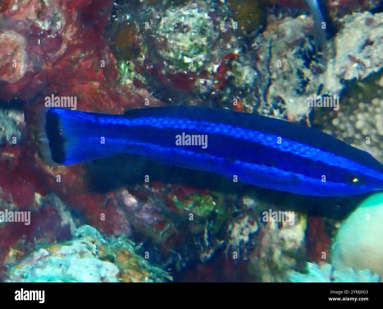 Fourline Wrasse (Larabicus quadrilineatus Stock Photo - Alamy