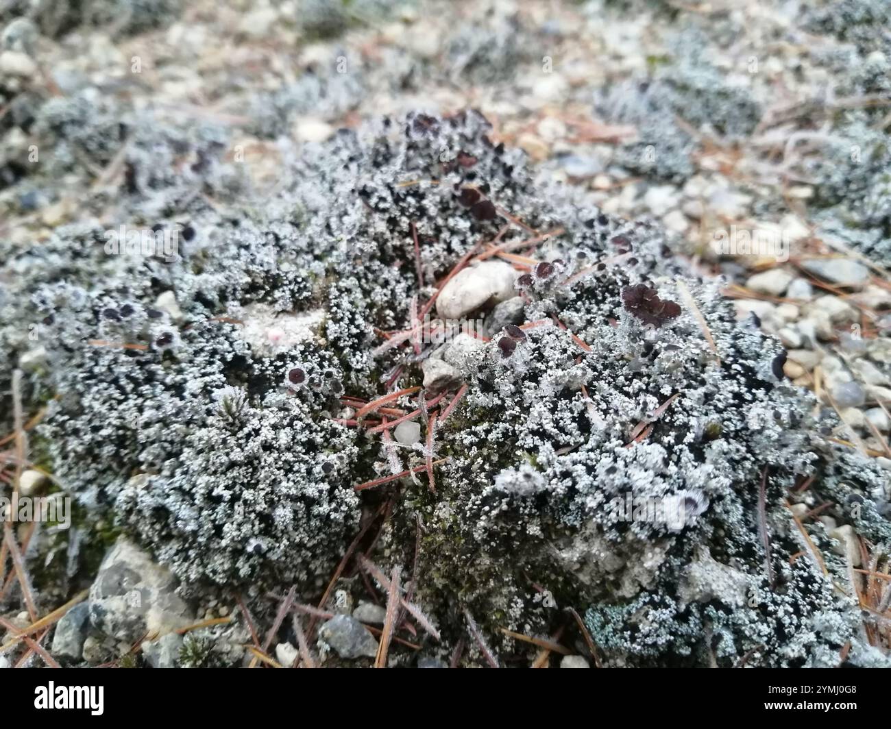 Granular Soil Foam Lichen (Stereocaulon condensatum Stock Photo - Alamy