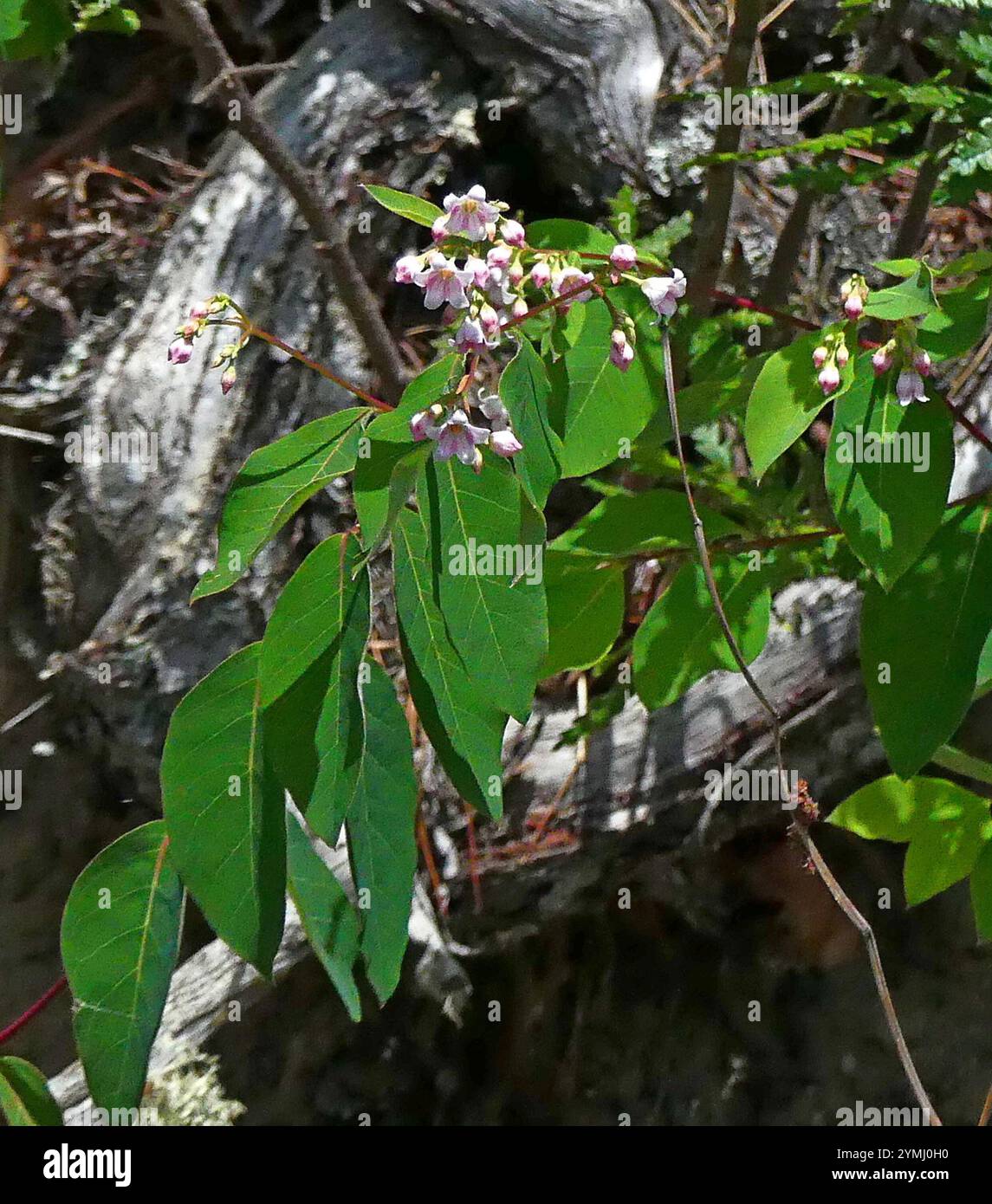 spreading dogbane (Apocynum androsaemifolium Stock Photo - Alamy