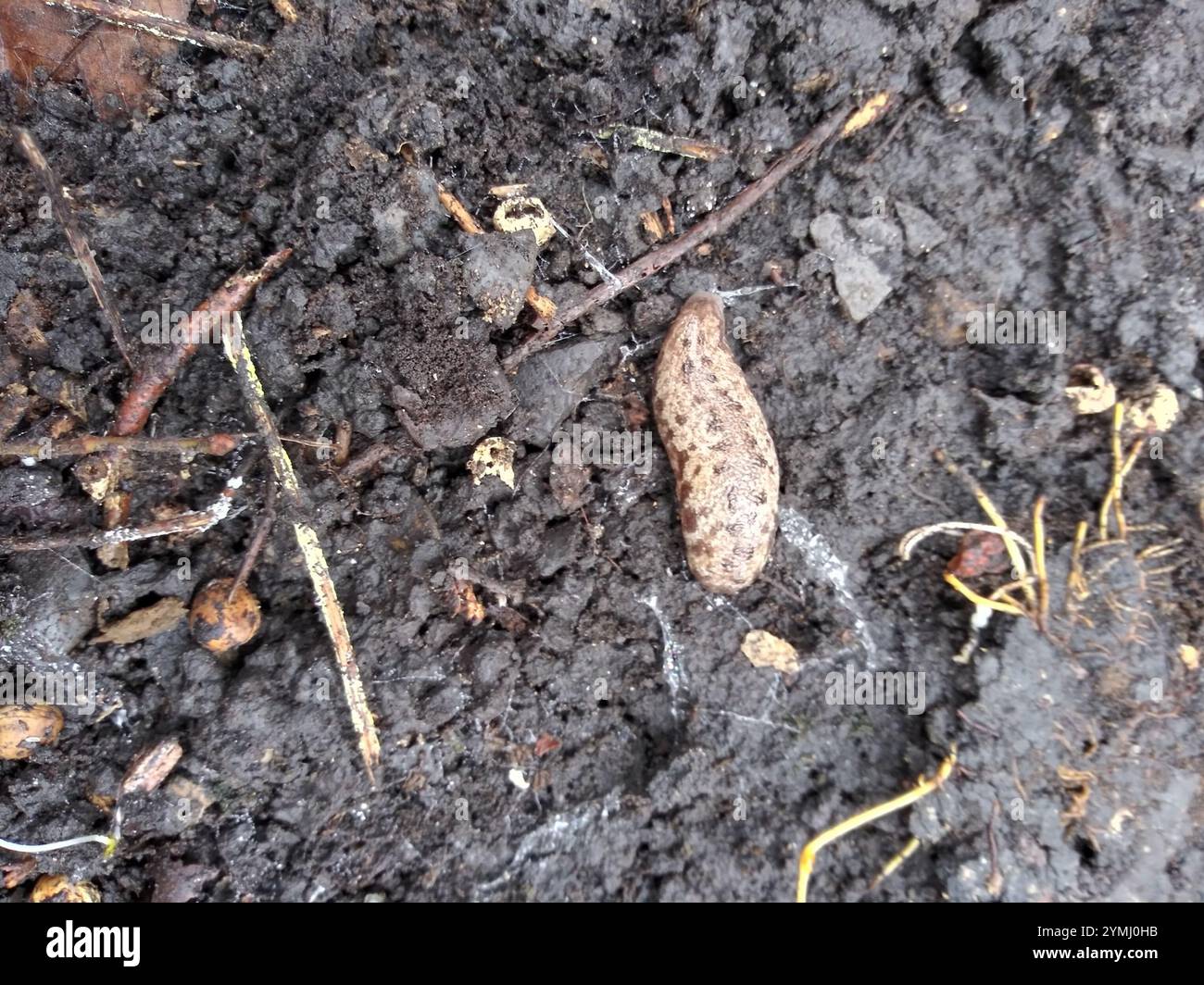 Changeable Mantleslug (Megapallifera mutabilis Stock Photo - Alamy
