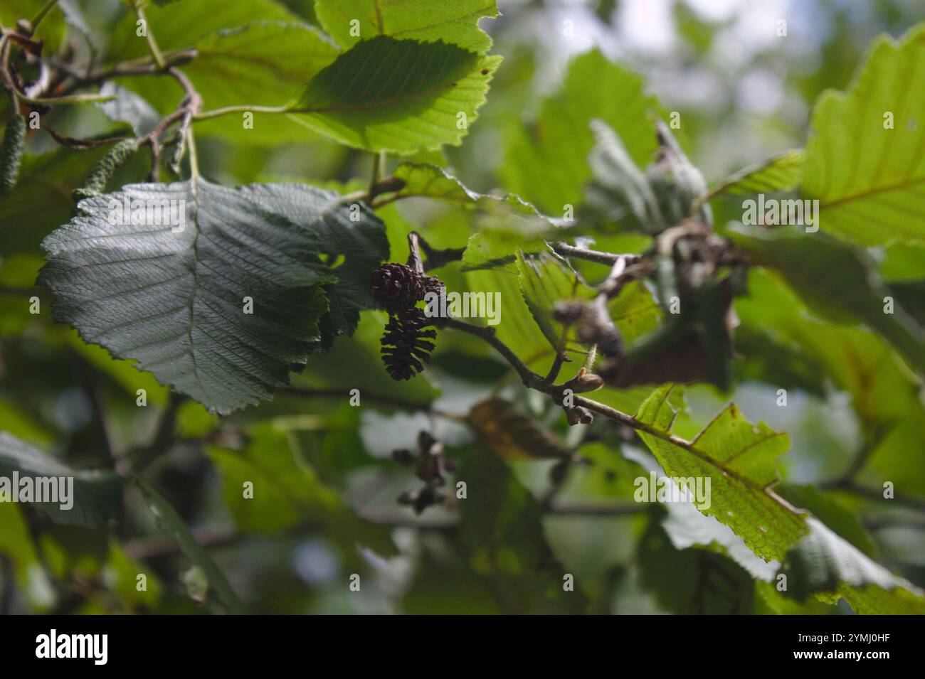grey alder (Alnus incana Stock Photo - Alamy